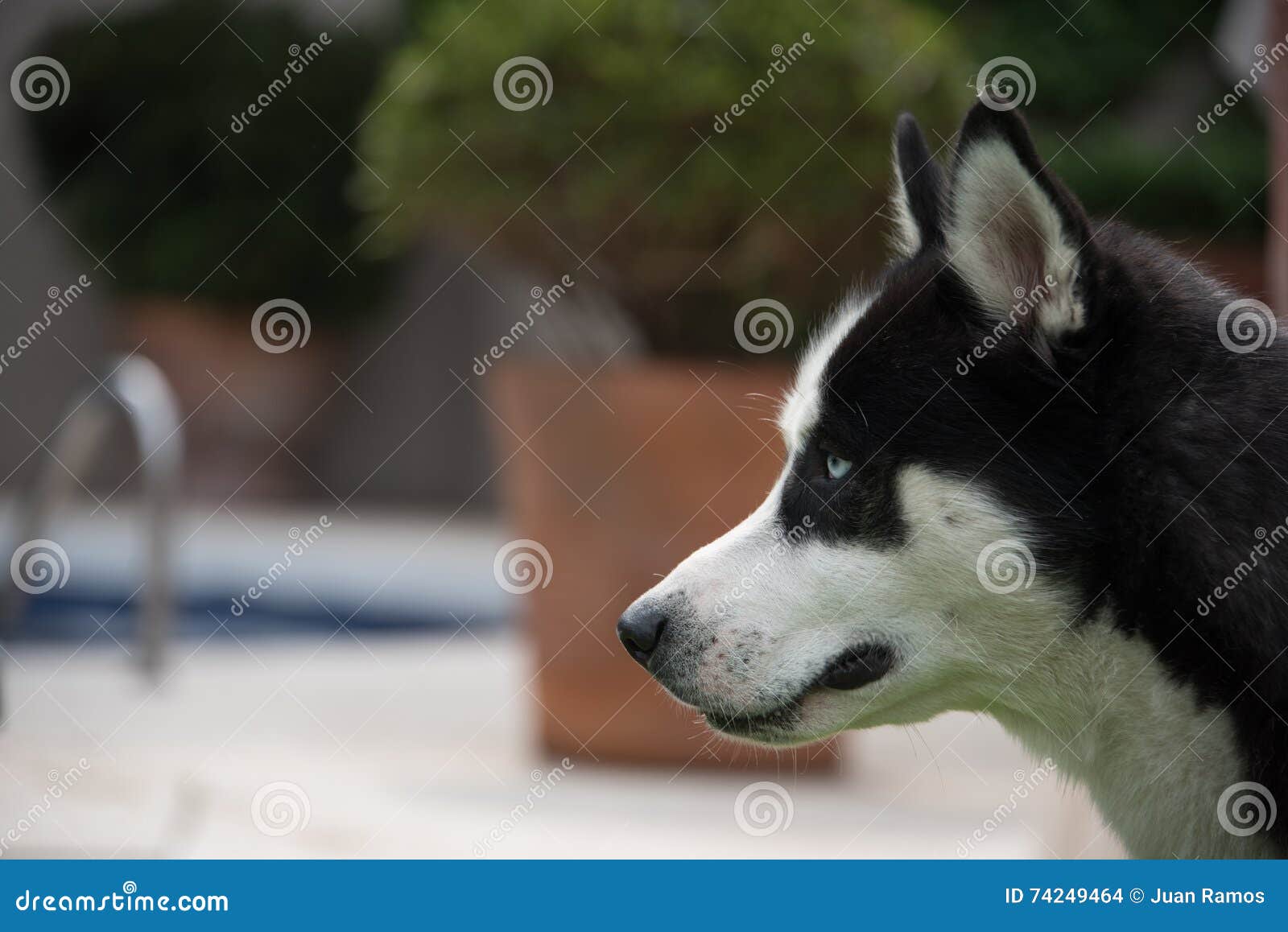 Siberian husky face stock photo. Image of fetch, grass - 74249464