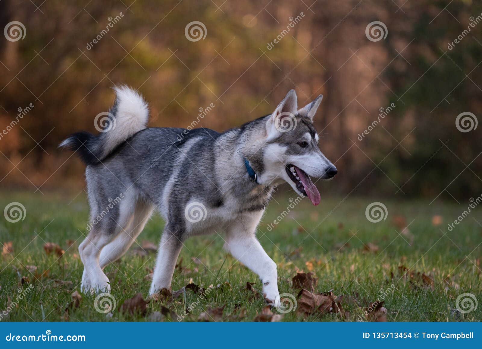 Siberian Husky and Fall Colors Stock Photo - Image of fall, young ...