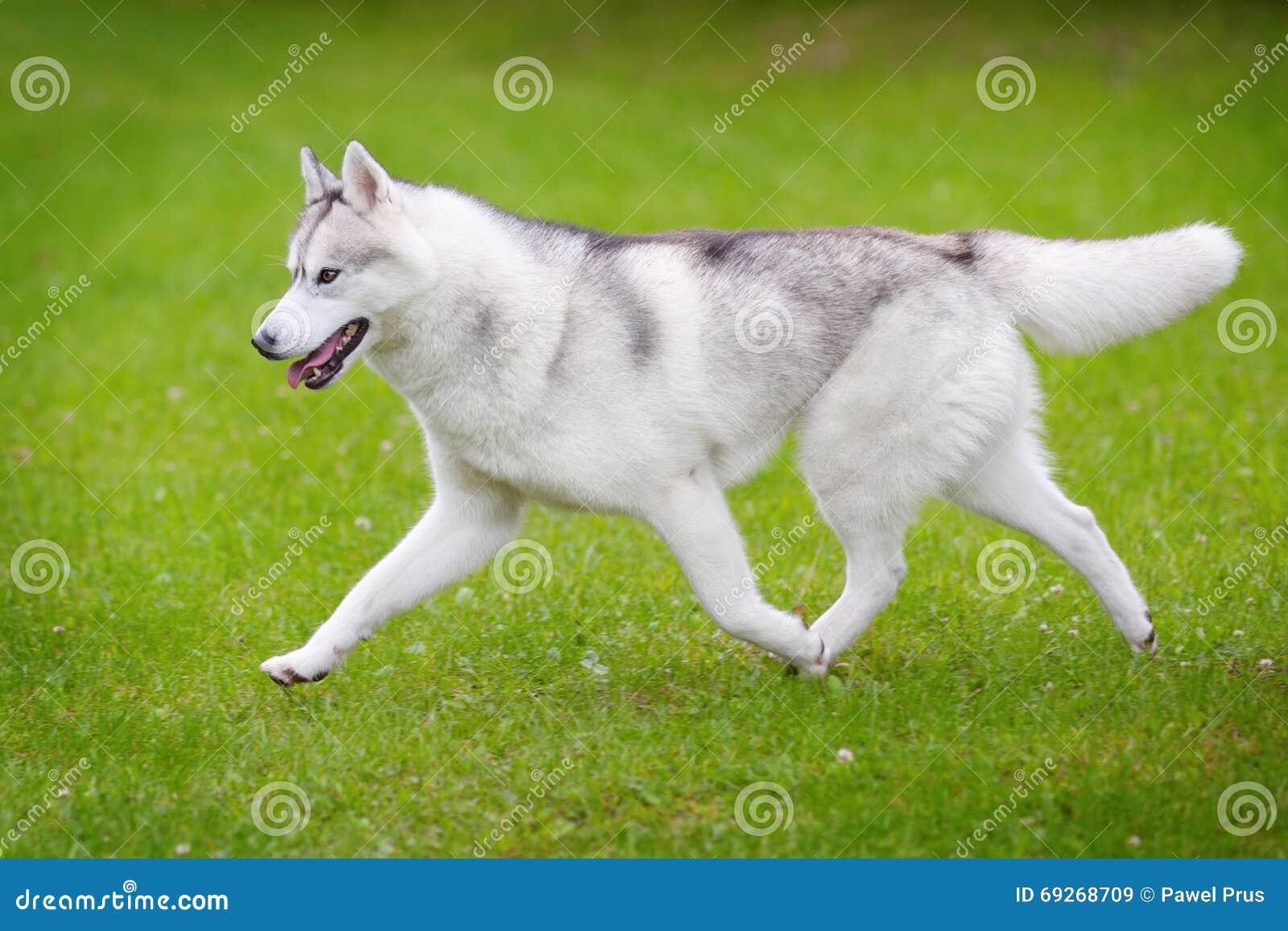 Husky Body Type Female