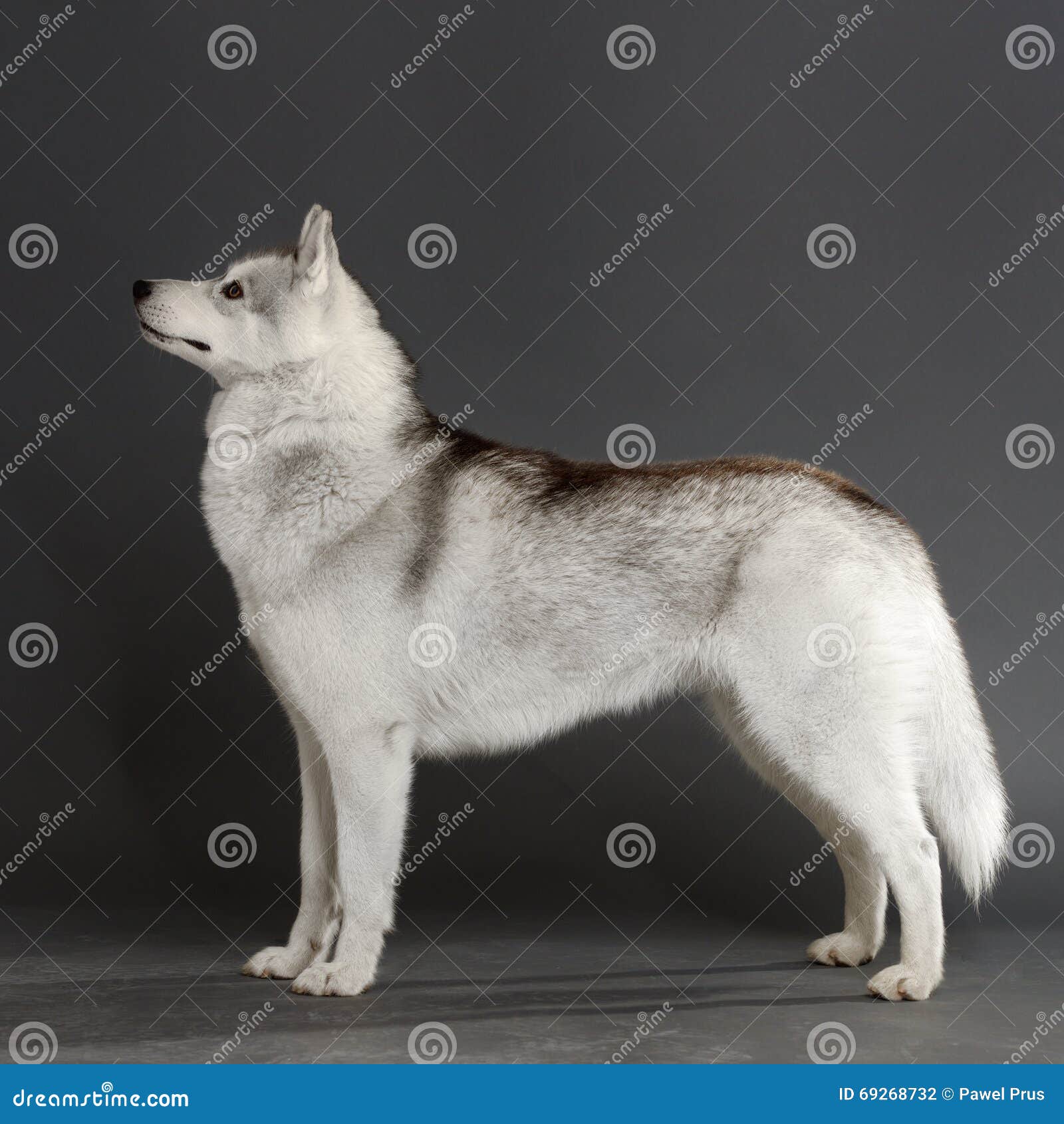 Husky Body Type Female