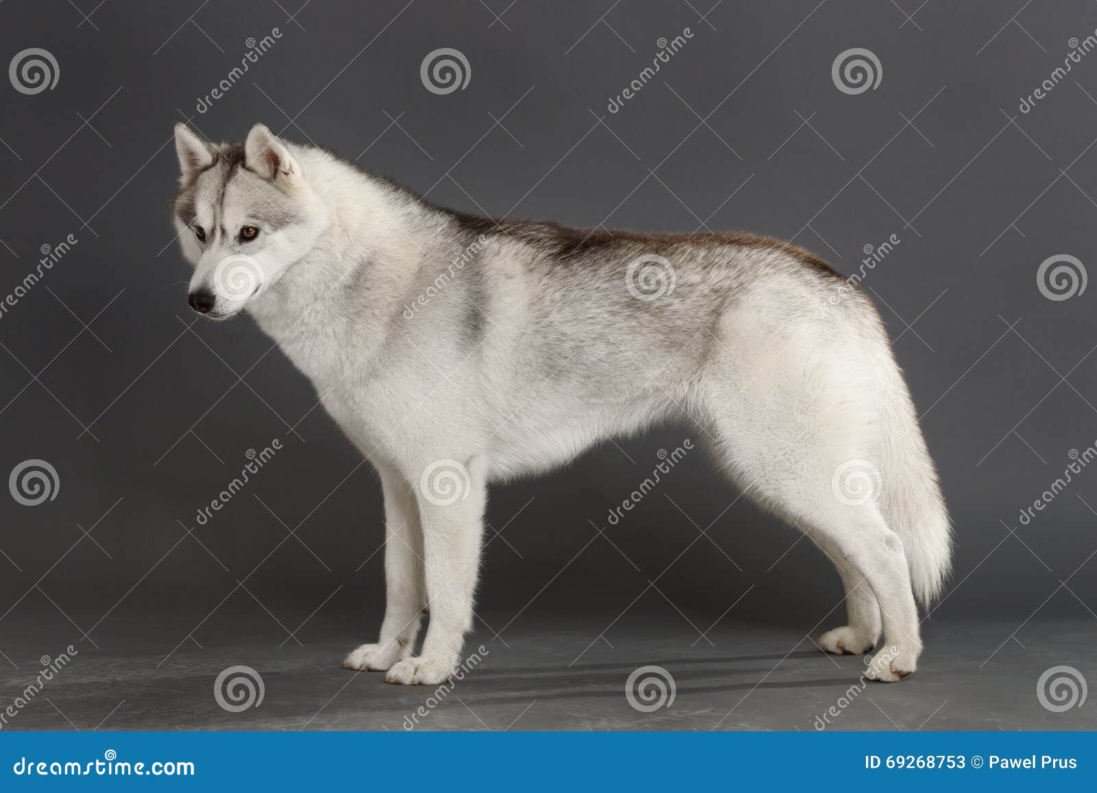 Female Alaskan Husky