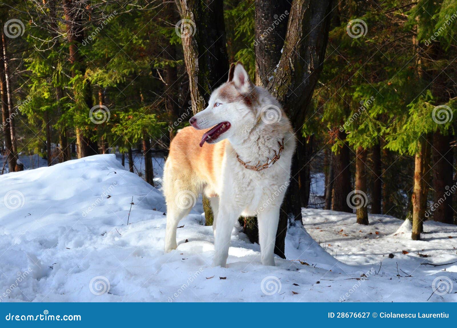 Siberian husky in a forest stock image. Image of snow - 28676627