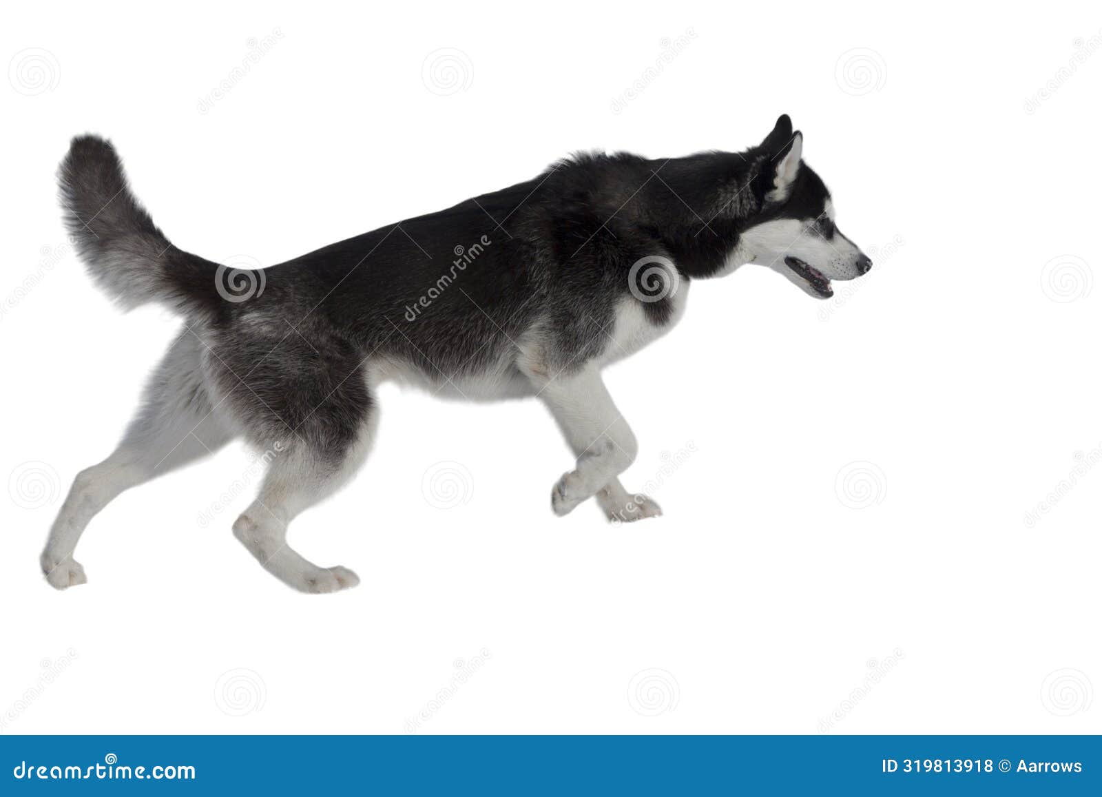 Siberian Husky in Front Isolated on a White Background Stock Photo ...