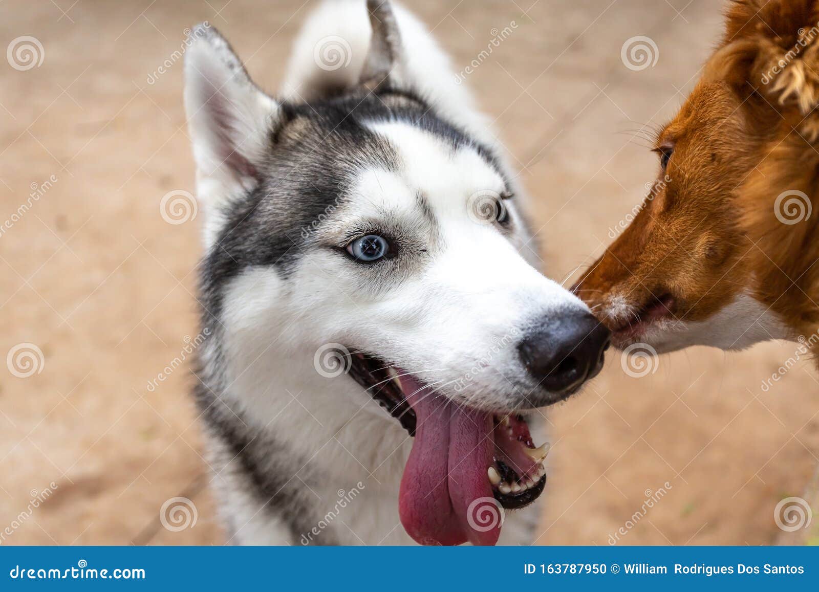 Siberian Husky with Funny Expression Winning a Can of a Mutt Kiss Stock ...