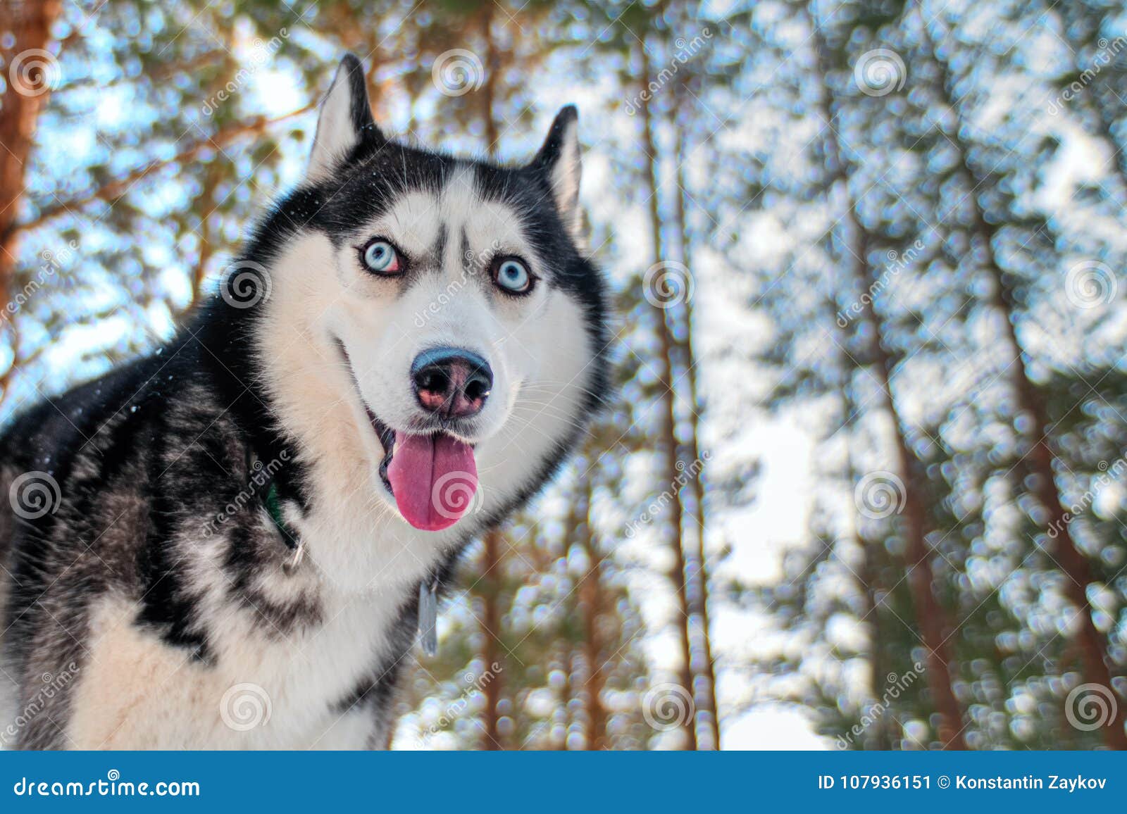 Siberian Husky Funny Muzzle a Stock Image - Image of animal, clever ...