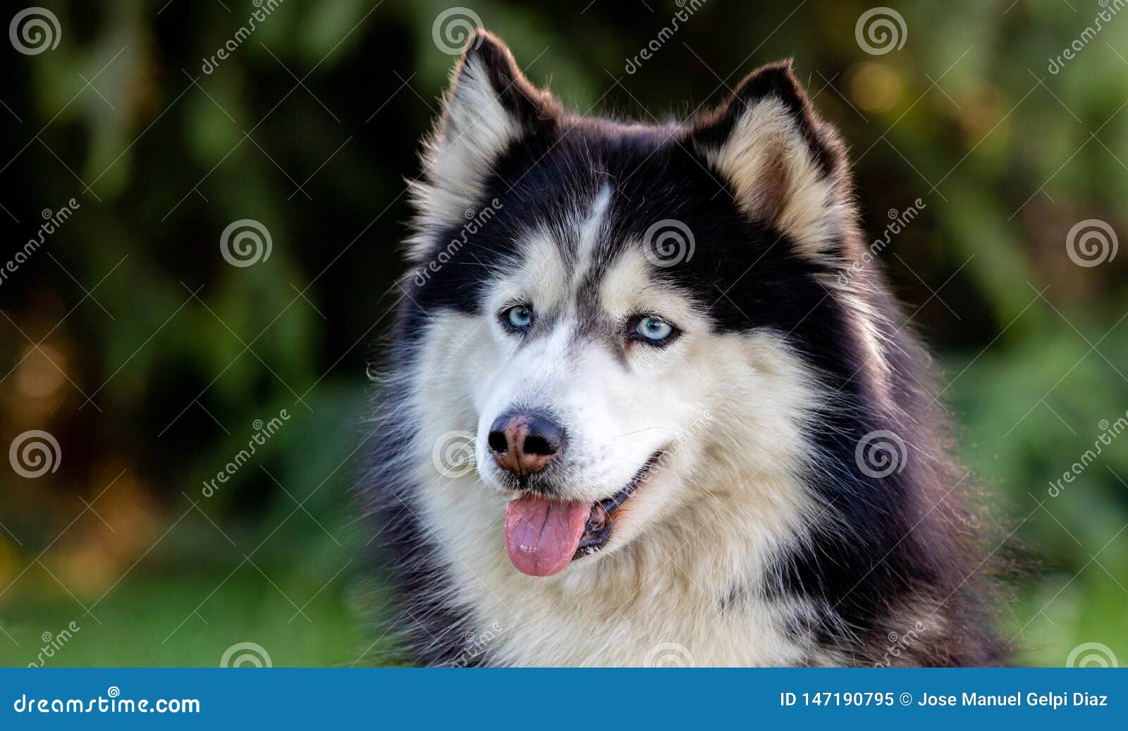 Siberian Husky on the Grass Stock Image - Image of husky, nature: 147190795