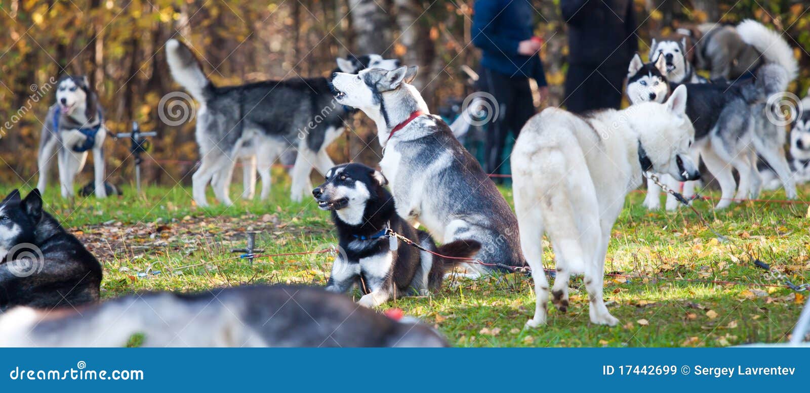 Siberian Husky group stock image. Image of autumn, cute - 17442699