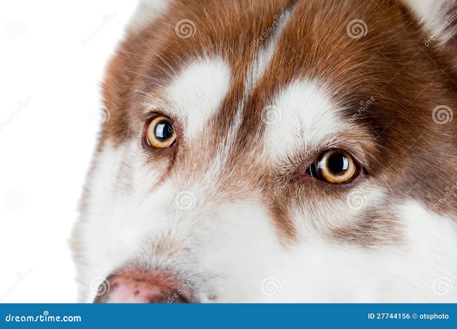 Siberian Husky Head Close Up Stock Photo - Image of black, chocolate ...