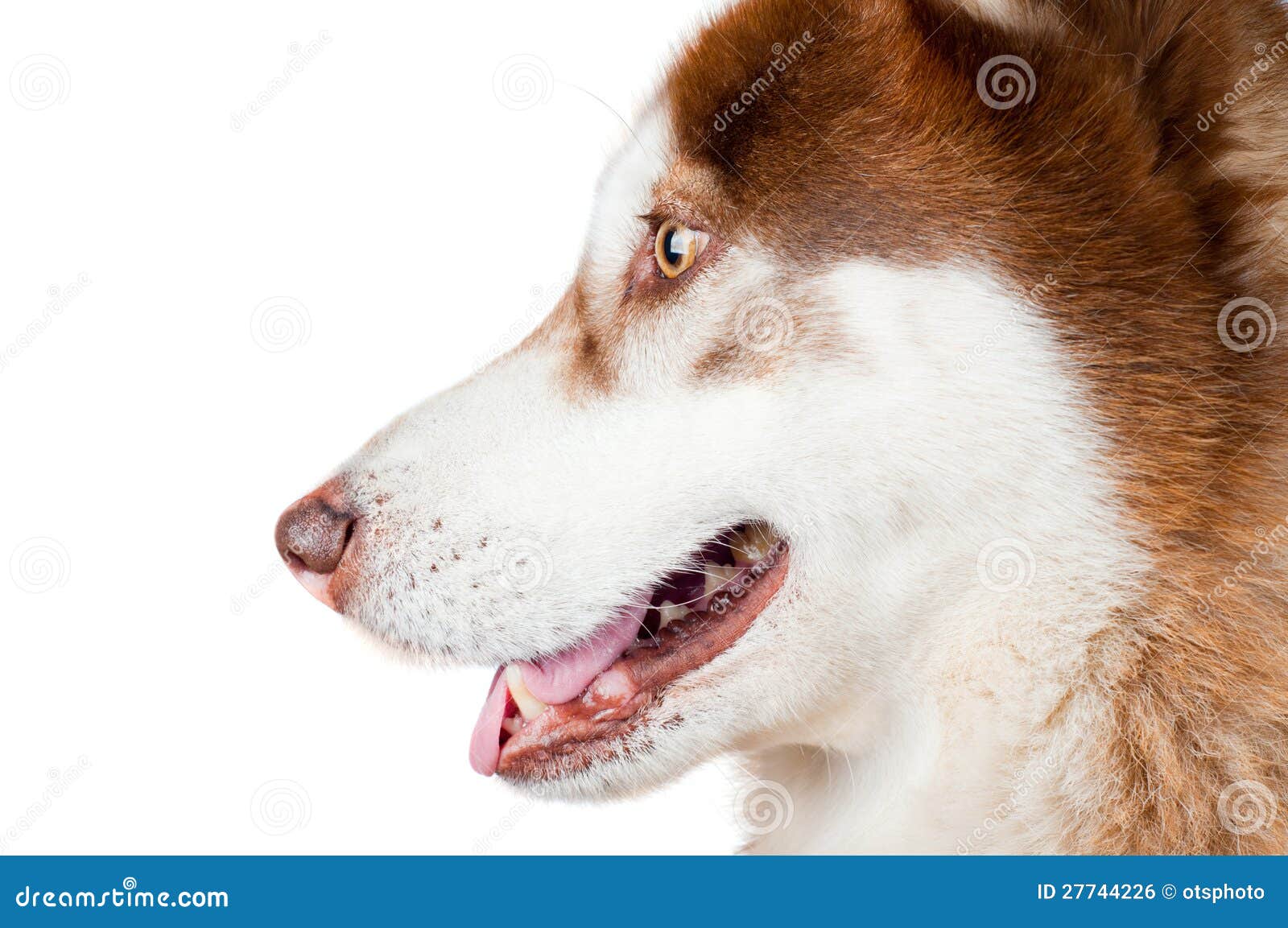 Siberian Husky Head Close Up Stock Photo - Image of animal, macro: 27744226