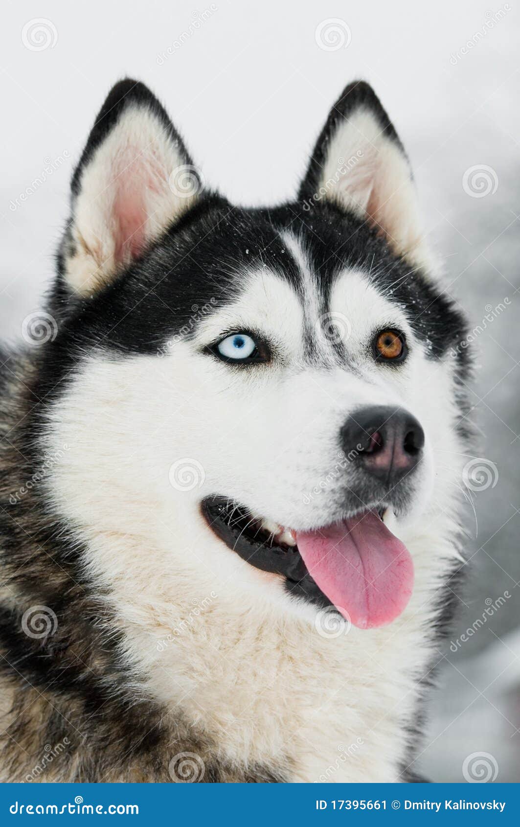Siberian Husky Head Portrait at Stock Image - Image of happy, domestic ...