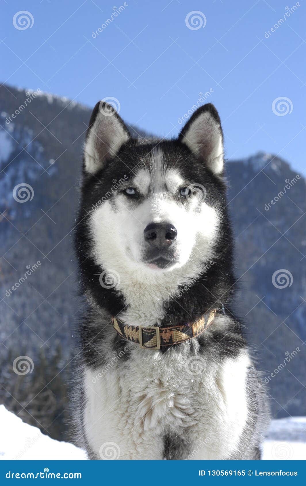 Siberian Husky -head Shot- Sitting in Front of Mountains Stock Image ...