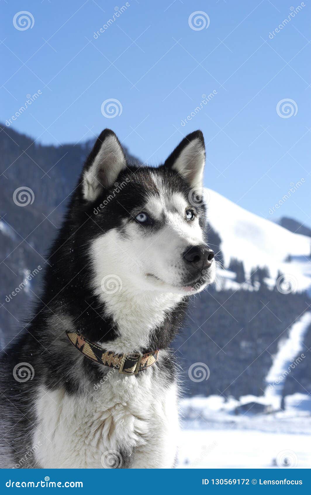 Siberian Husky -head Shot- Sitting in Front of Mountains Stock Photo ...