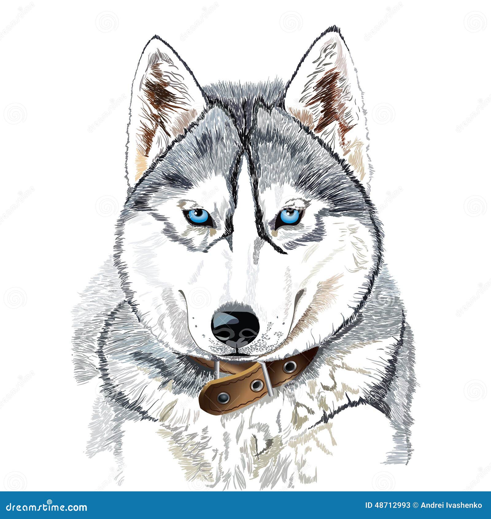 Siberian husky head stock illustration. Illustration of beautiful ...