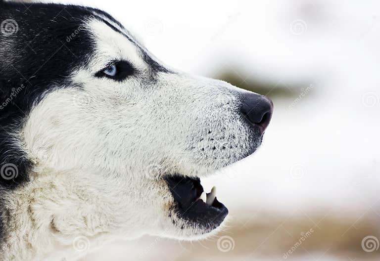 Siberian Husky howling stock photo. Image of alaskan - 18660980