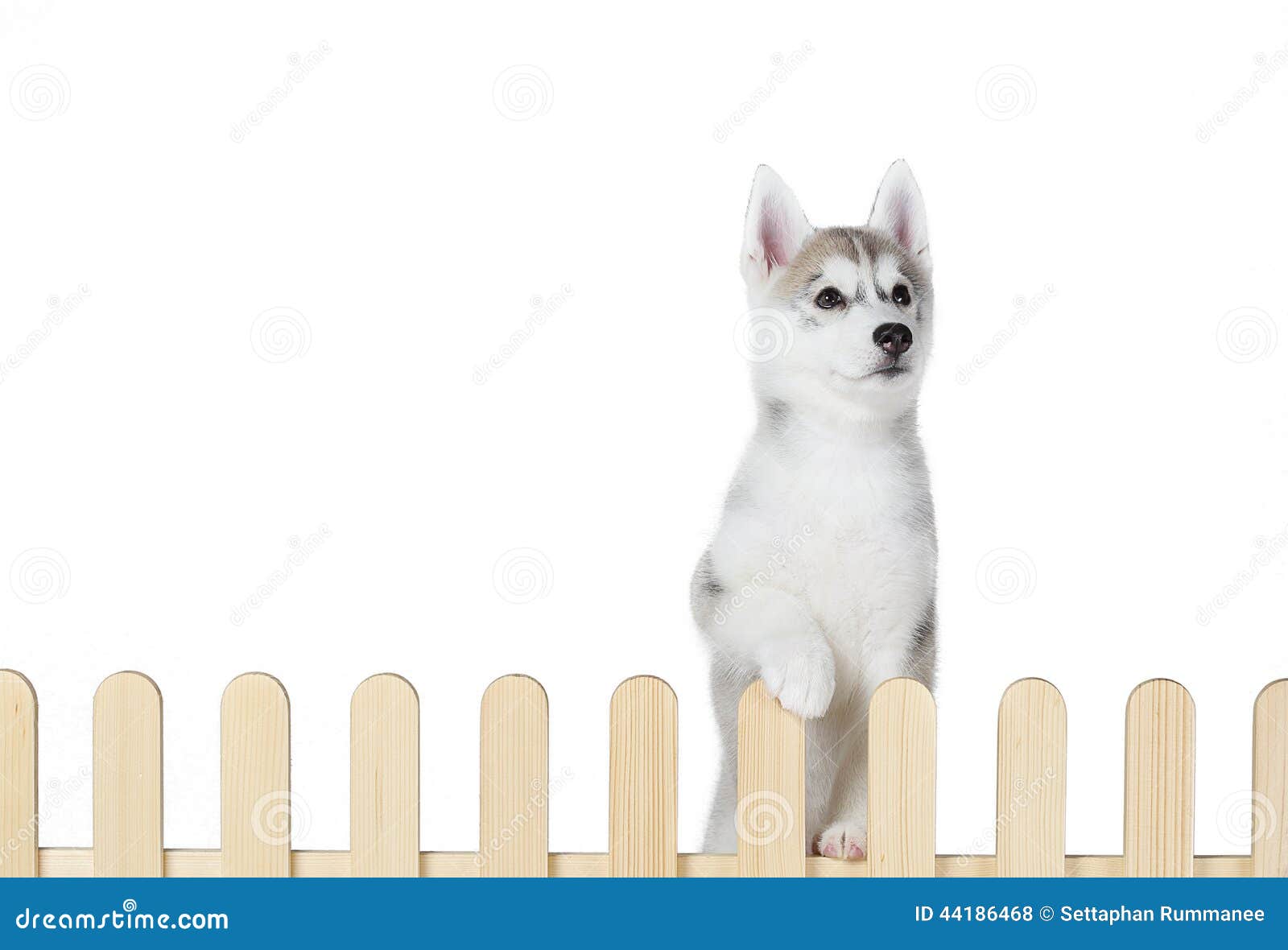 Siberian Husky Inside Palisade Isolated on White Background Stock Photo ...