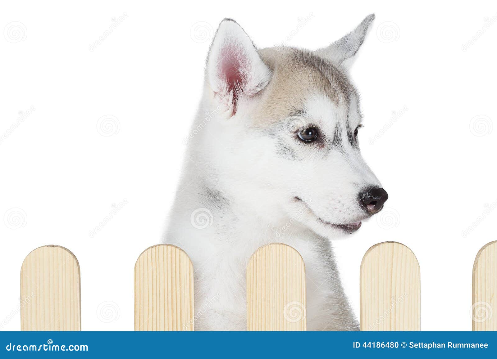 Siberian Husky Inside Palisade Isolated on White Background Stock Photo ...