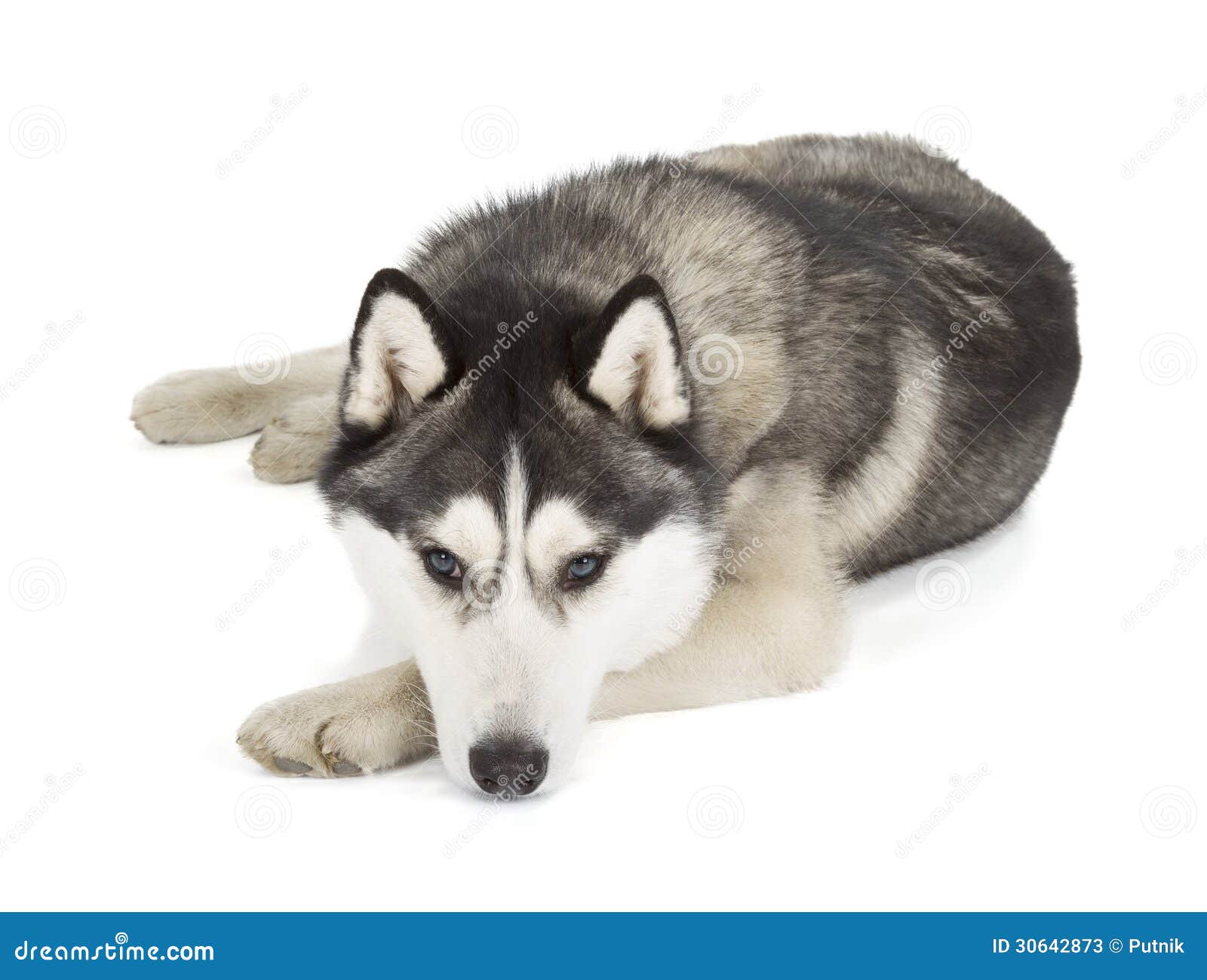 Siberian Husky stock image. Image of arctic, laying, domestic - 30642873