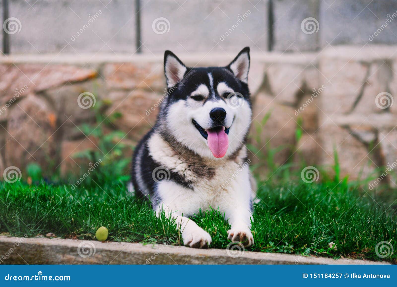 Siberian Husky Laying on Grass Stock Image - Image of male, majestic ...