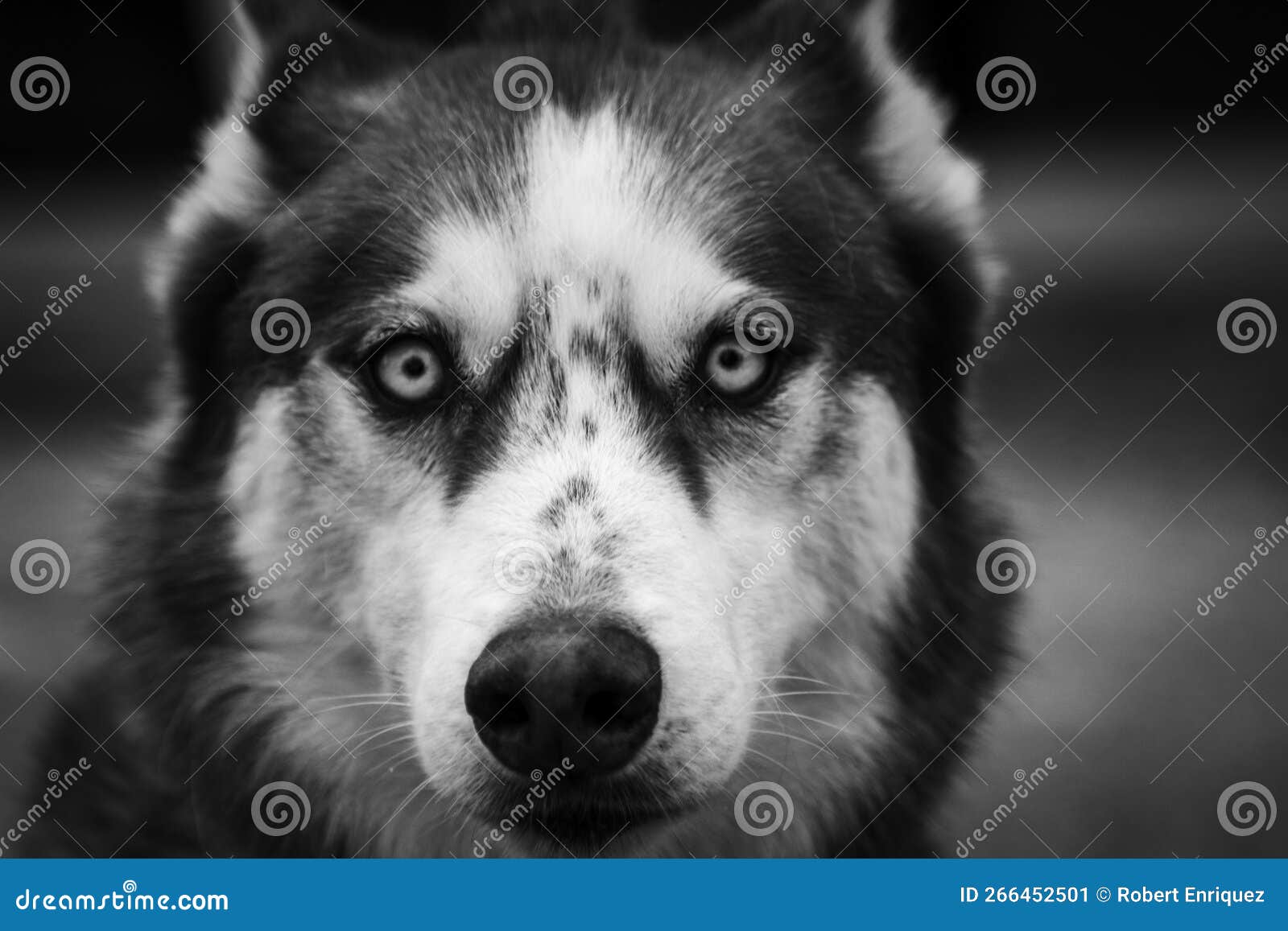A Siberian Husky Looking Handsome Stock Image - Image of canine ...