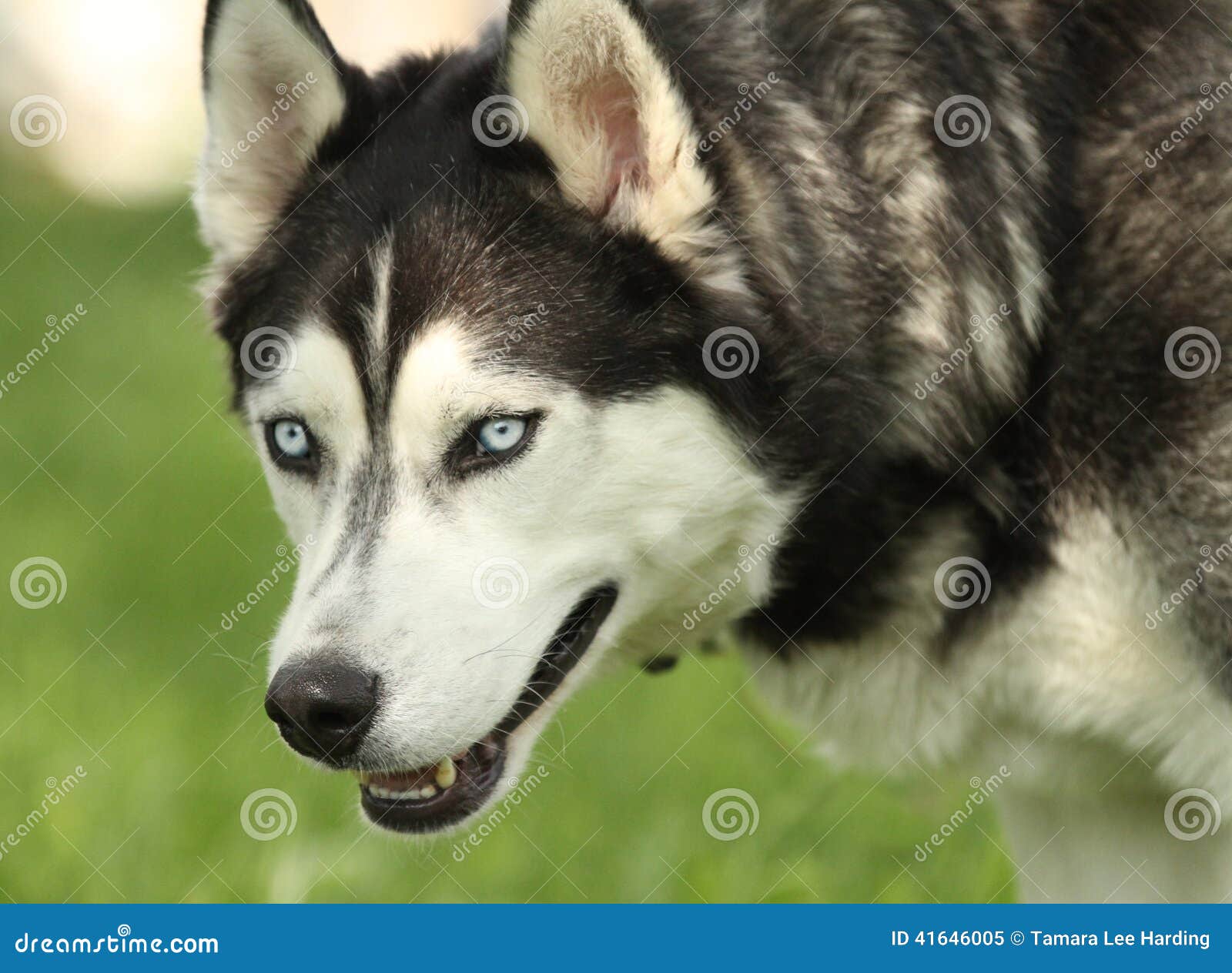 Siberian Husky Looking To the Side Stock Image - Image of active ...