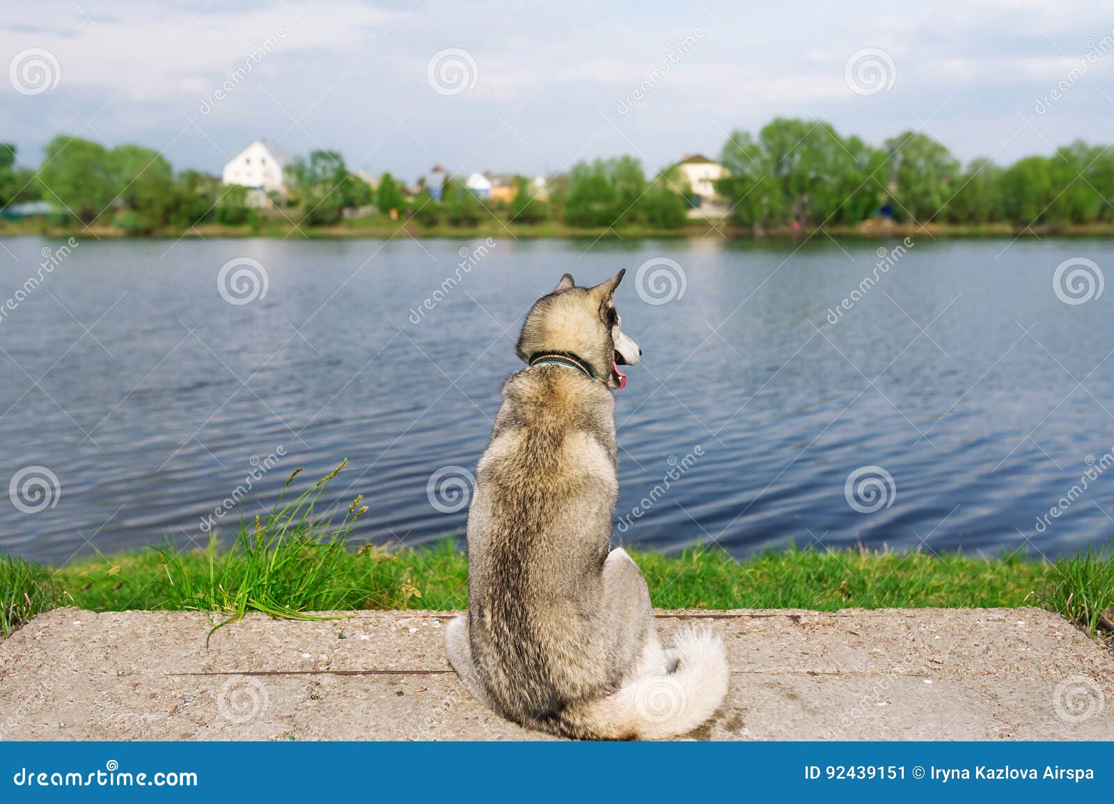 Siberian Husky Looks at Water. Back View Stock Image - Image of friend ...