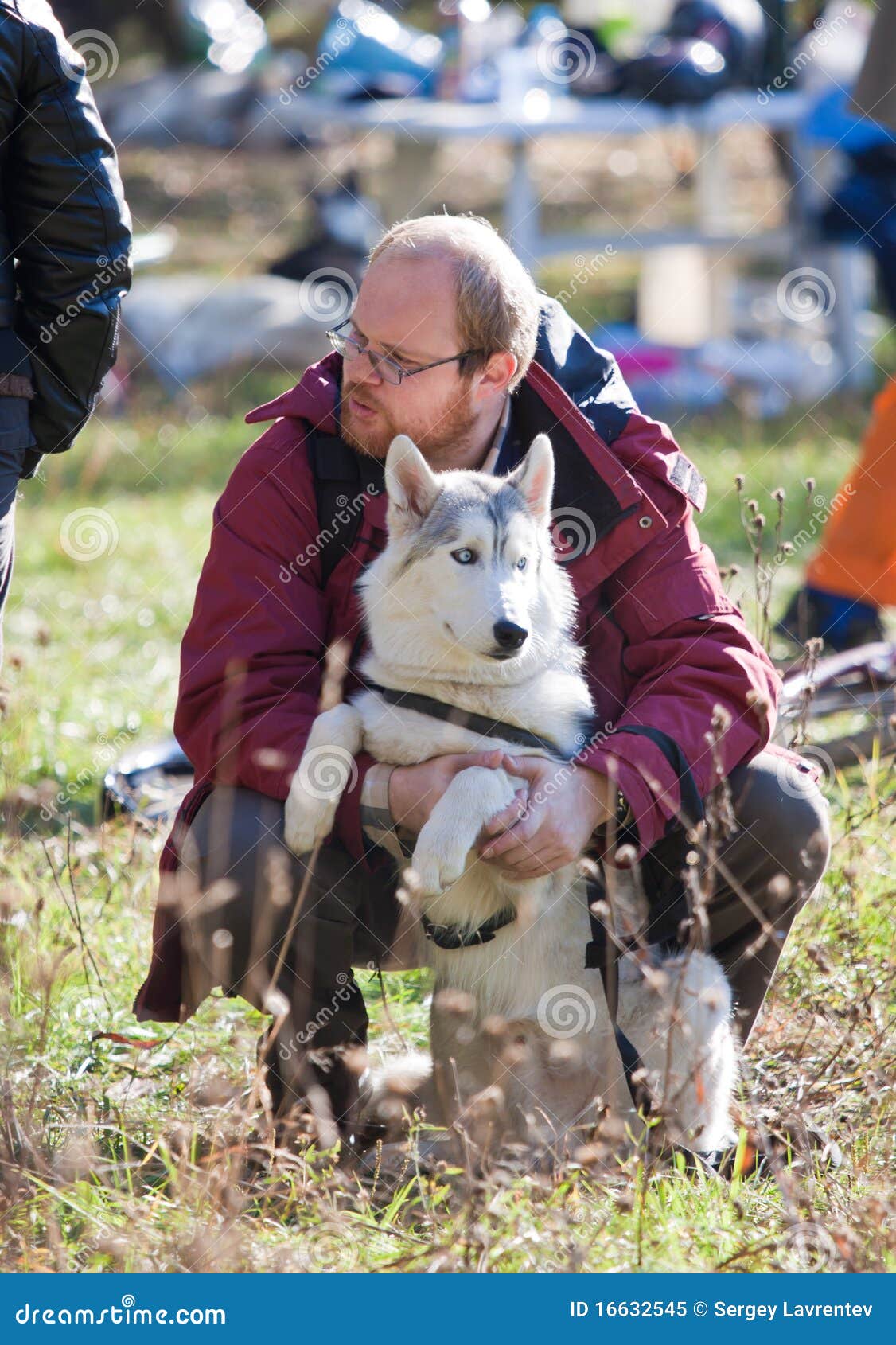 Siberian Husky with a man stock image. Image of sled - 16632545