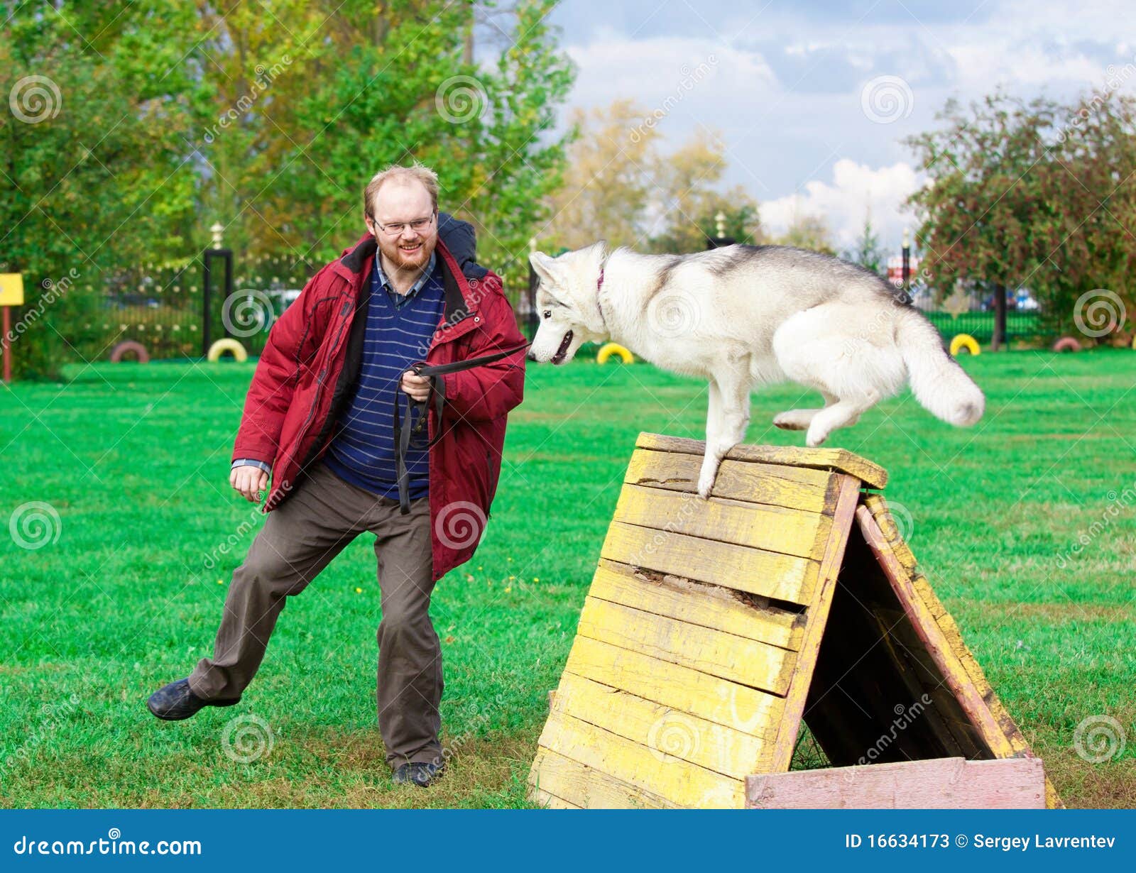 Siberian Husky with a man stock image. Image of education - 16634173