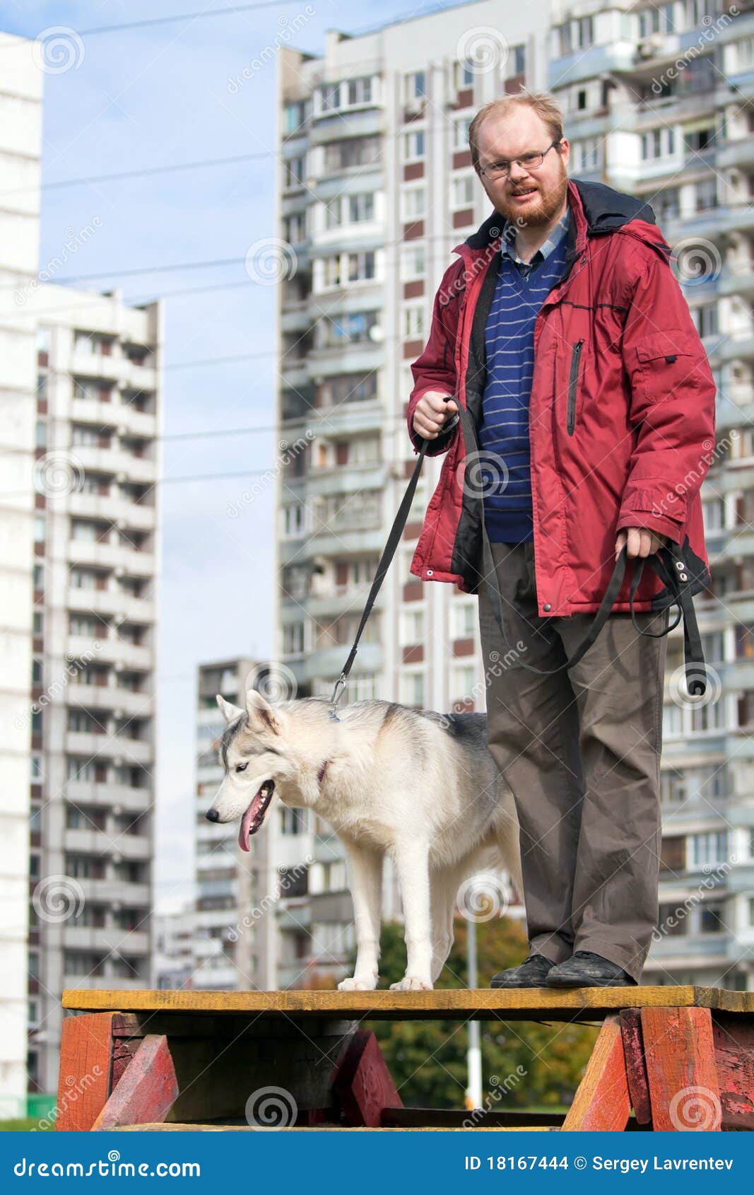 Siberian Husky with a man stock photo. Image of pets - 18167444