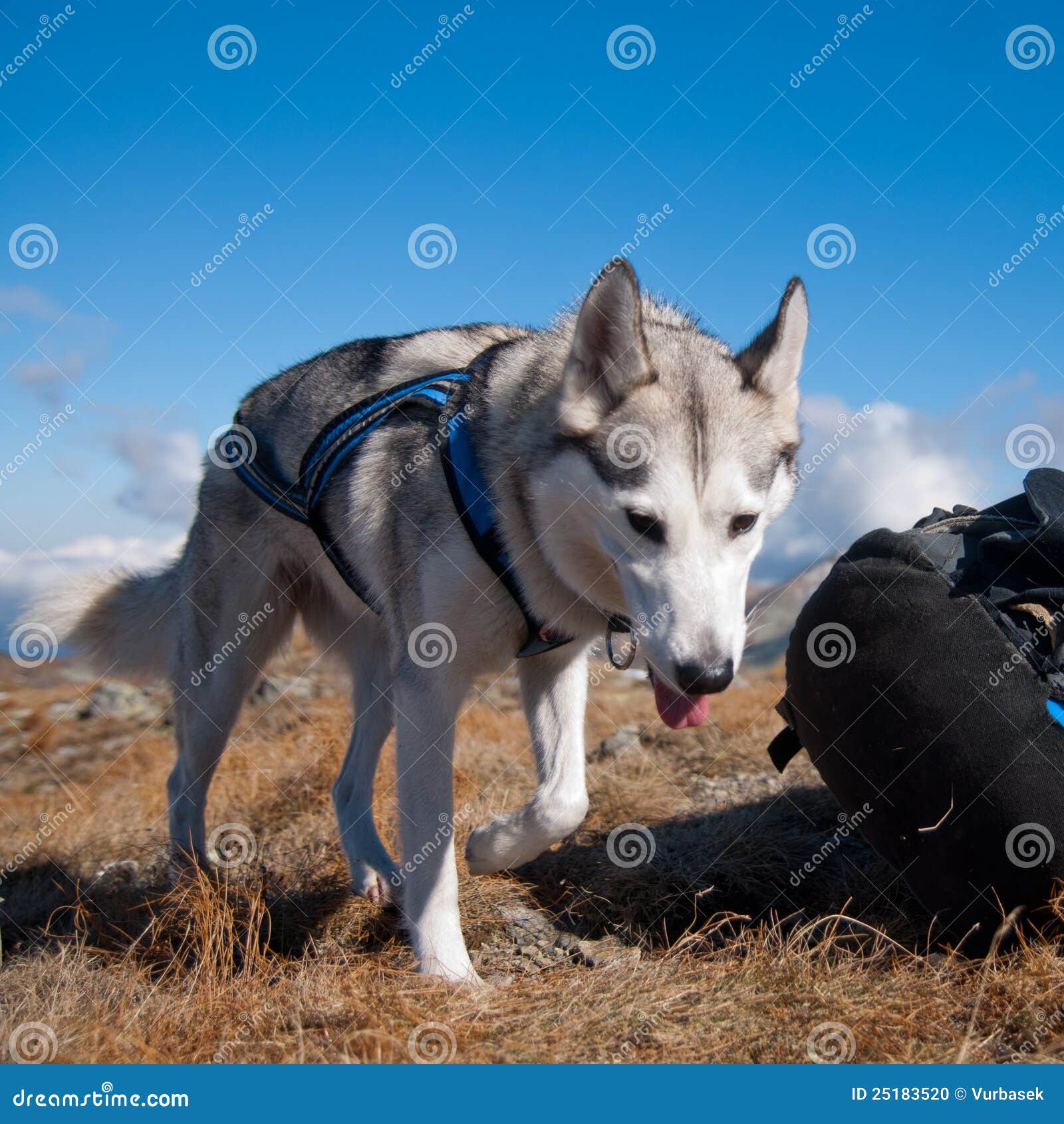 Siberian Husky On The Mountains Stock Photo - Image of profile, sleddog ...