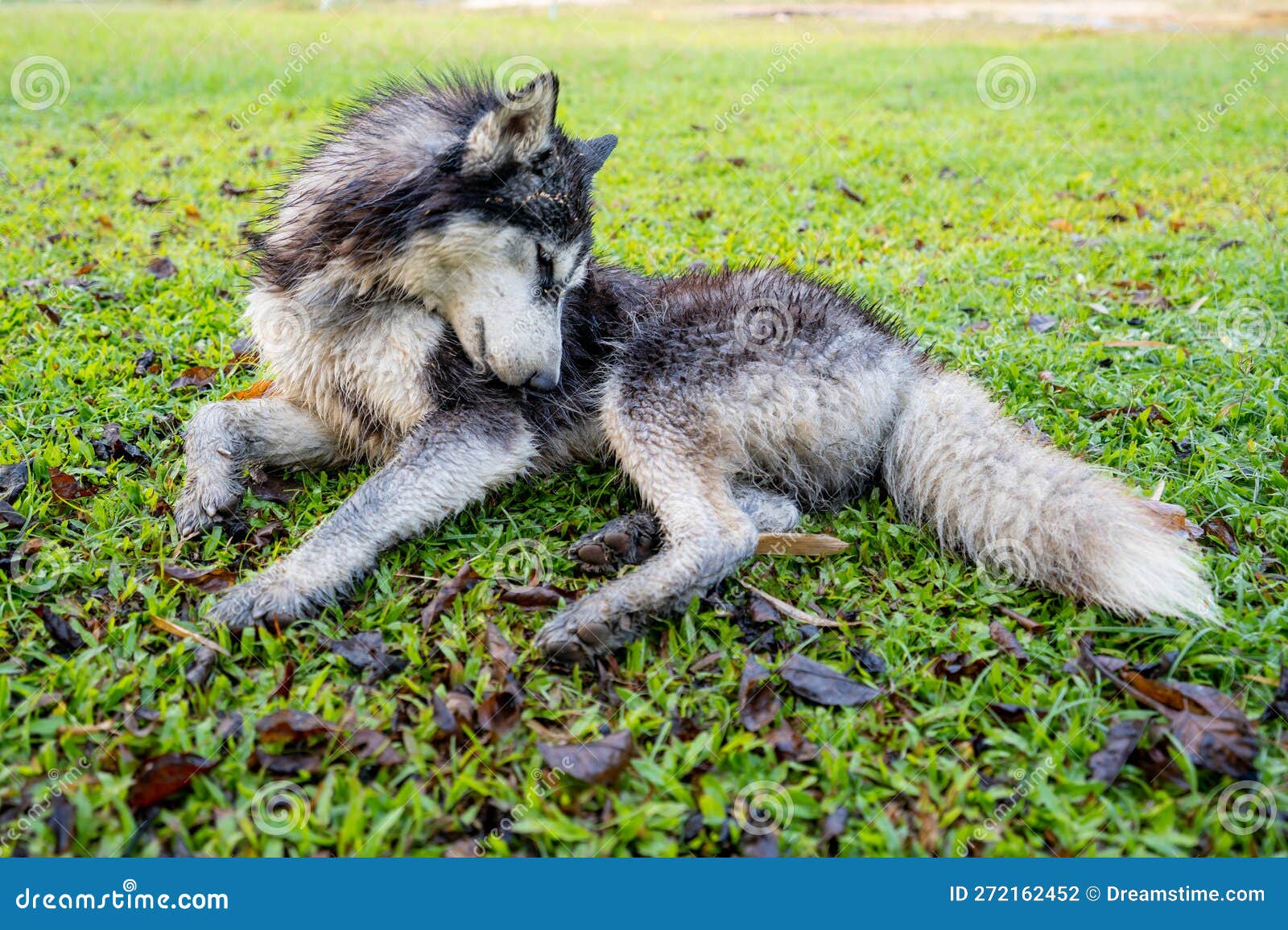 Siberian Husky, Muddy, Lying on the Green Grass Stock Photo - Image of ...