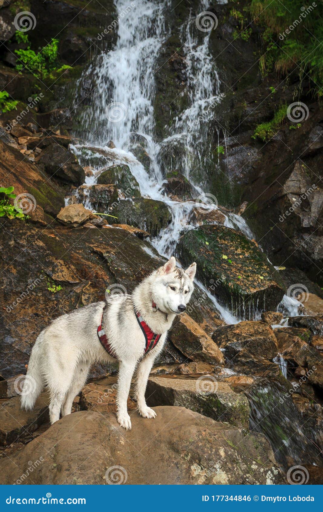 Siberian Husky Nature Alone Stock Photo - Image of fall, country: 177344846