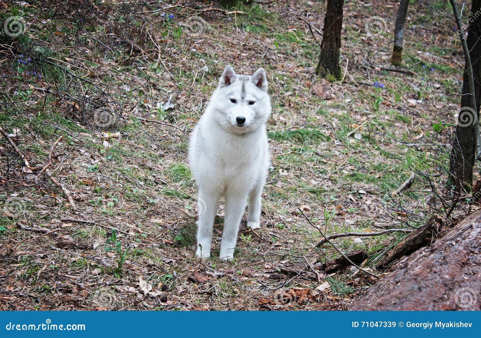 Siberian husky on nature stock image. Image of forest - 71047339