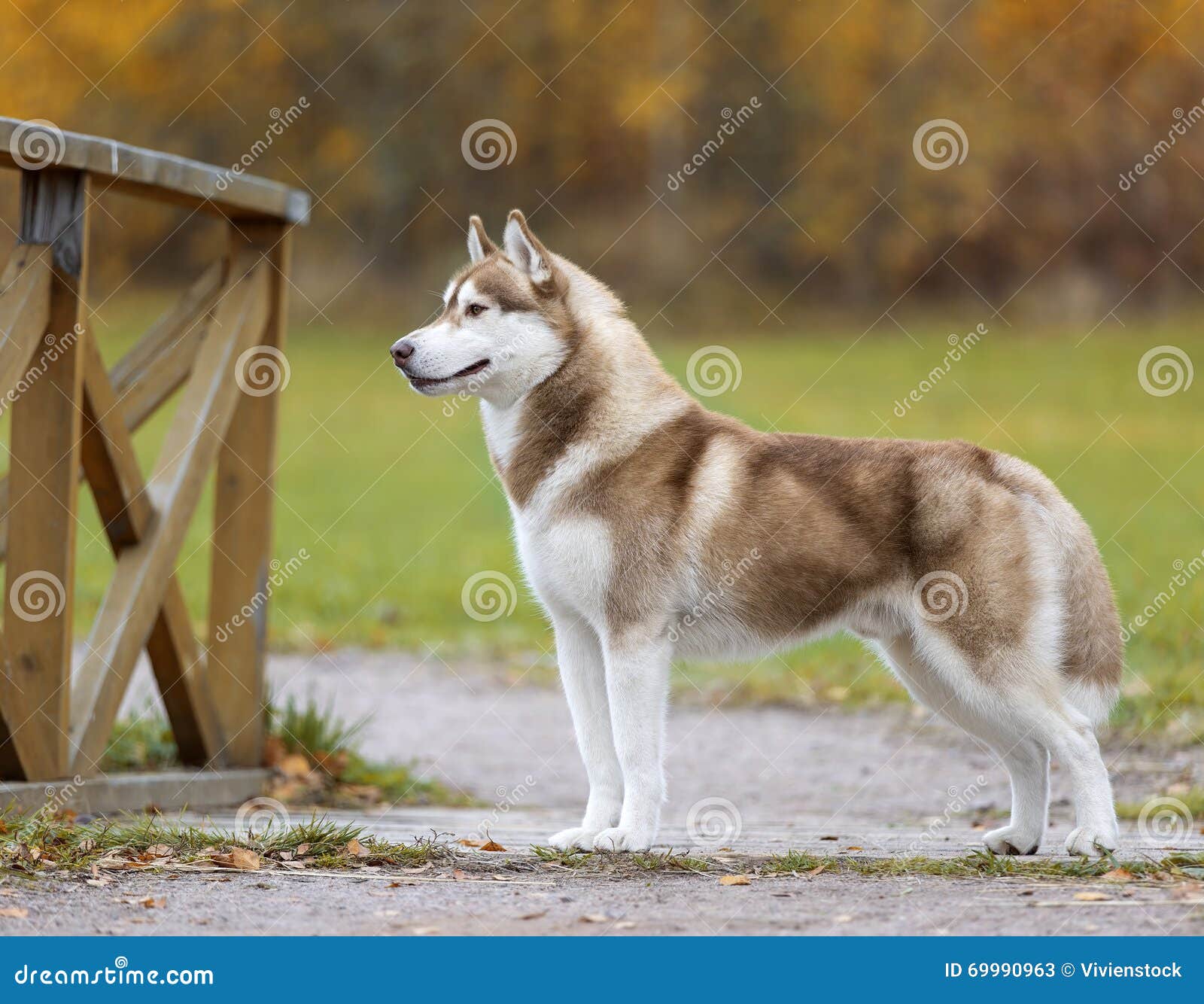 Siberian husky in nature stock image. Image of green - 69990963