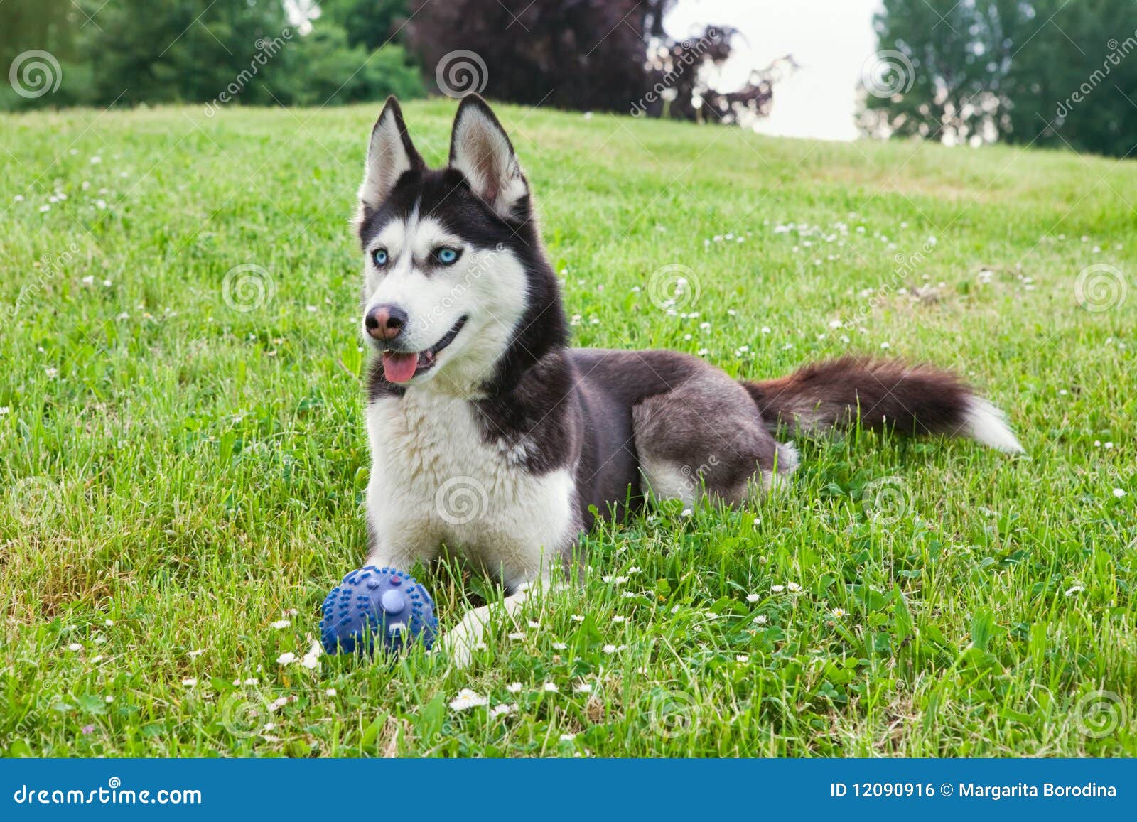 Siberian husky outdoor stock photo. Image of carnivore - 12090916