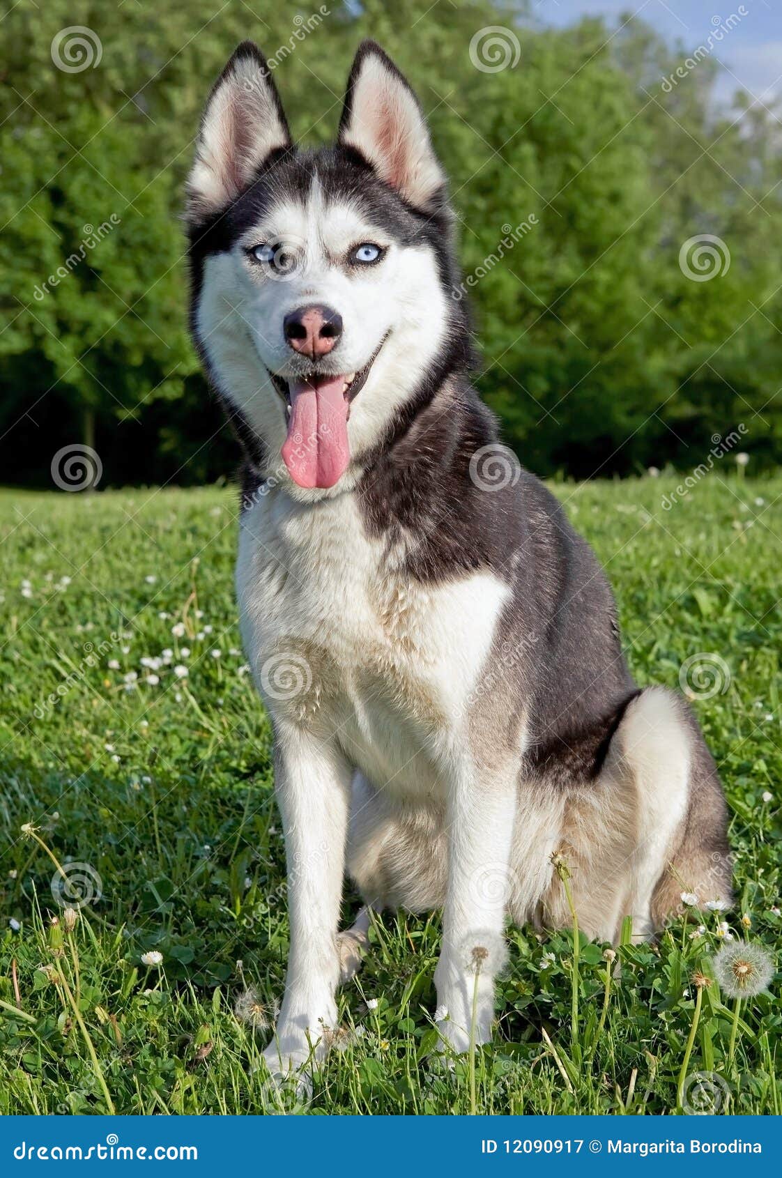 Siberian husky outdoor stock image. Image of nature, canine - 12090917