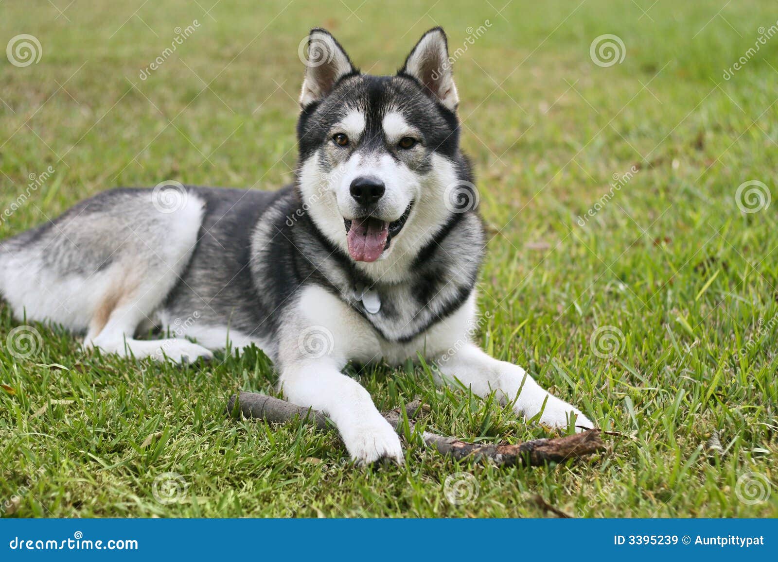 Siberian Husky Outside stock image. Image of siberian - 3395239