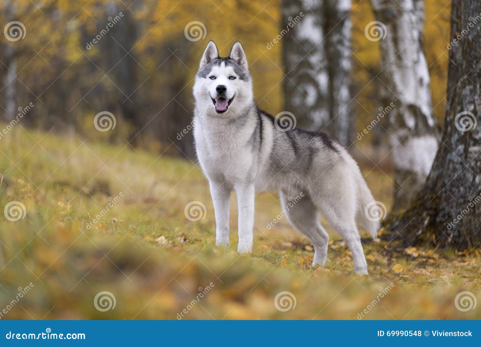 Siberian husky stock photo. Image of animal, breed, siberian - 69990548