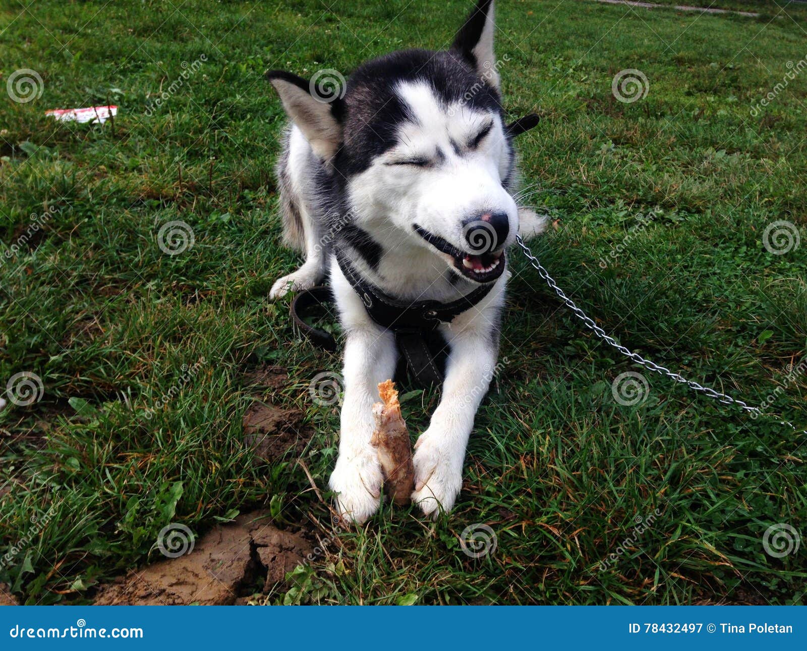 What Bones Are Safe For A Mackenzie River Husky