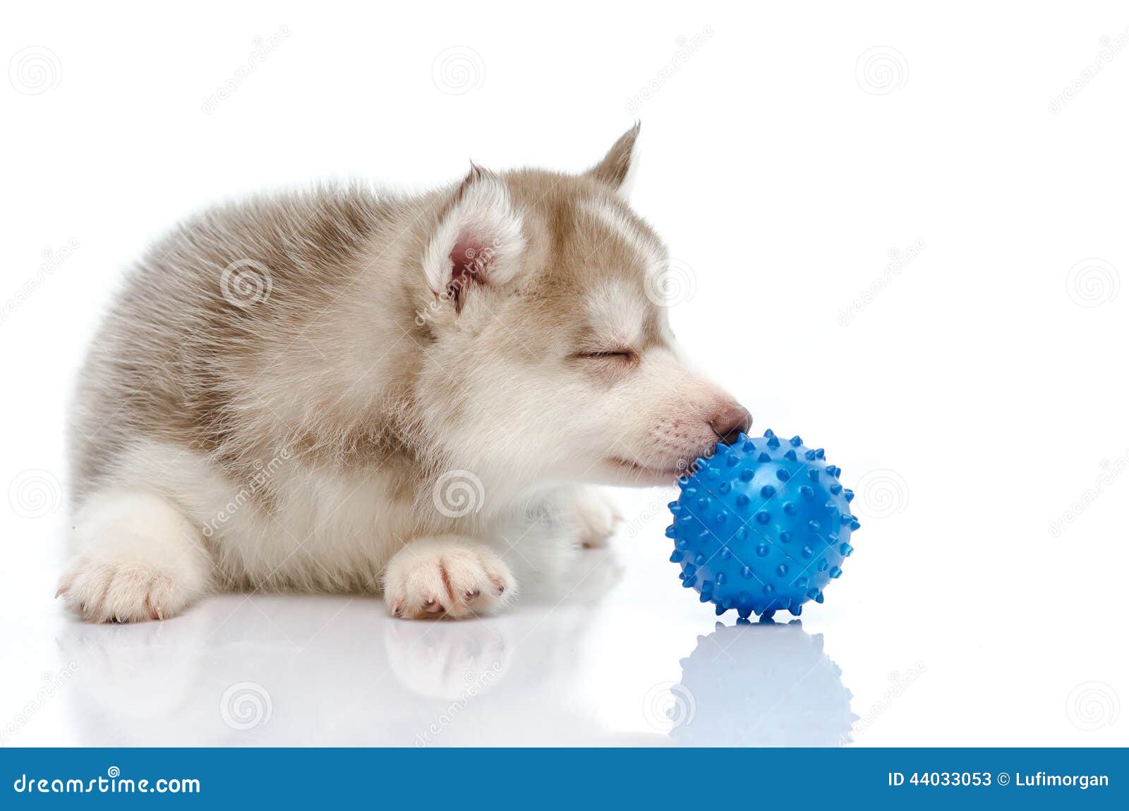 Siberian Husky Playing with a Ball Stock Image - Image of siberian ...