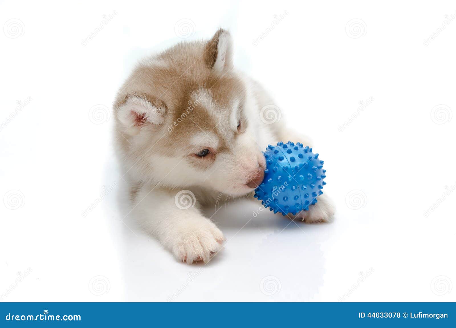 Siberian Husky Playing with a Ball Stock Photo - Image of retriever ...