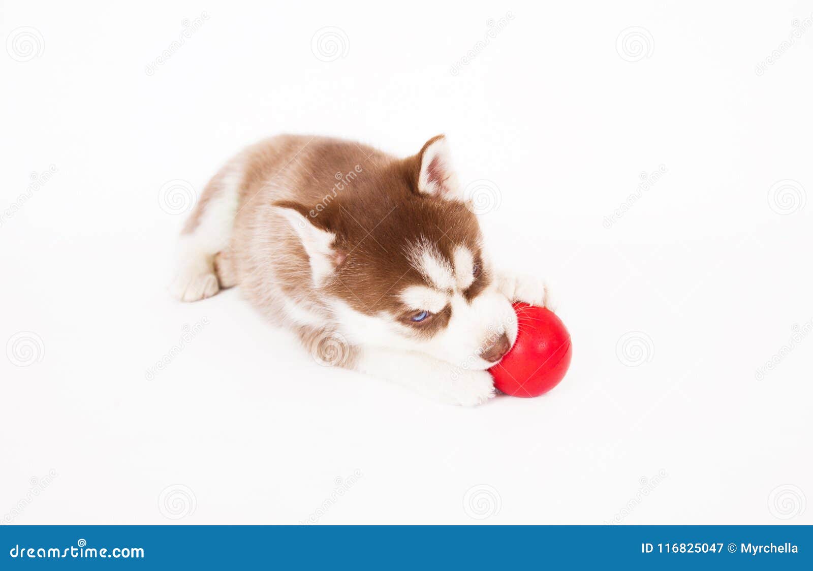 Siberian Husky Playing with a Ball. Stock Image - Image of adorable ...