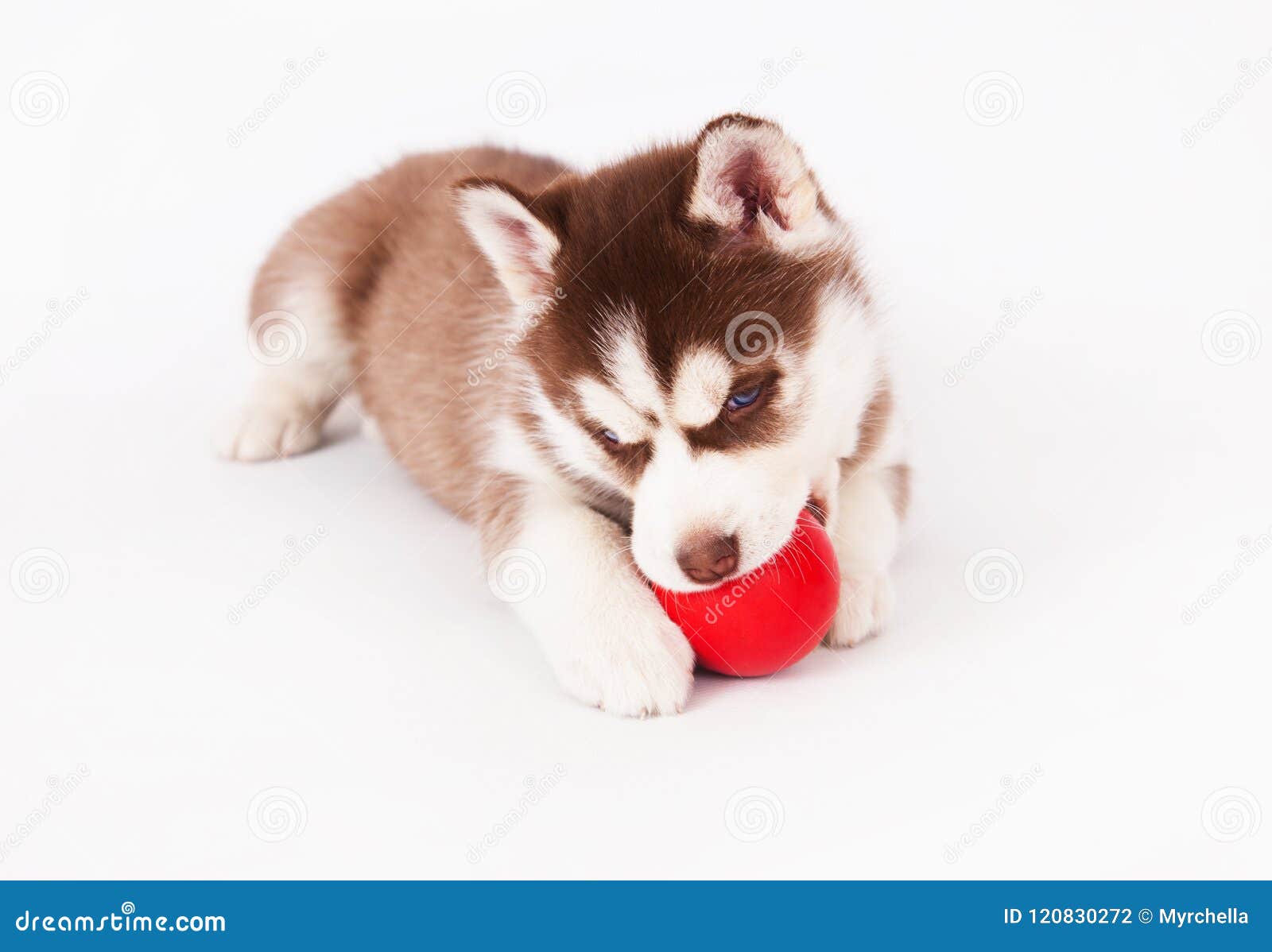 Siberian Husky Playing with a Ball. Stock Photo - Image of pedigreed ...