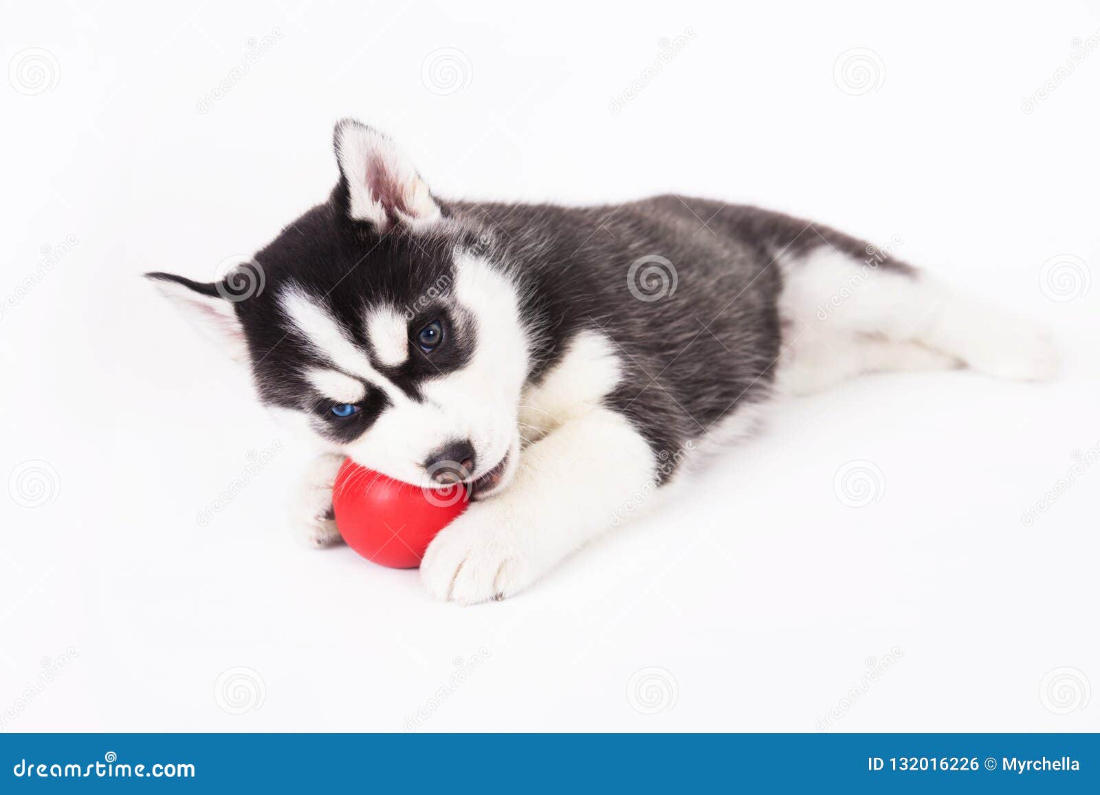 Siberian Husky Playing with a Ball Stock Photo - Image of attractive ...