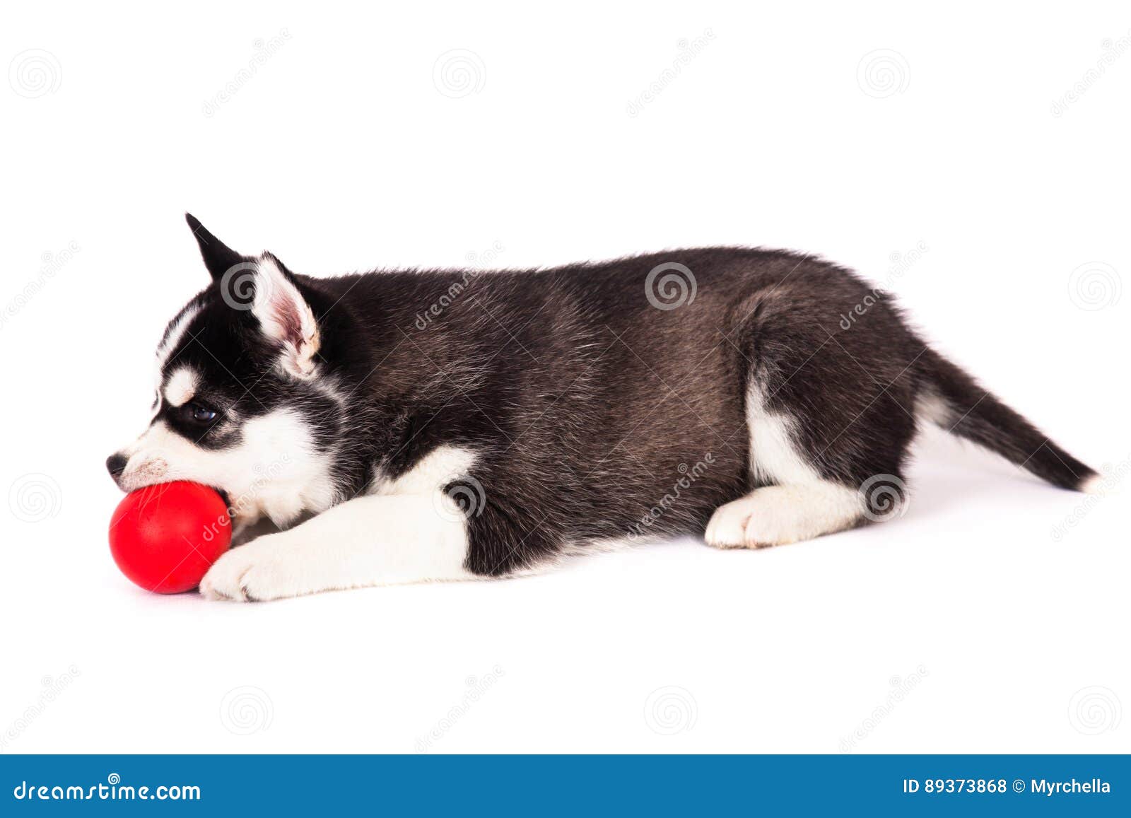Siberian Husky Playing with a Ball. Stock Photo - Image of brown ...