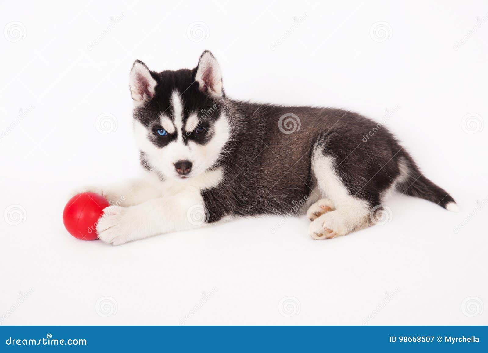 Siberian Husky Playing with a Ball. Stock Image - Image of puppy ...