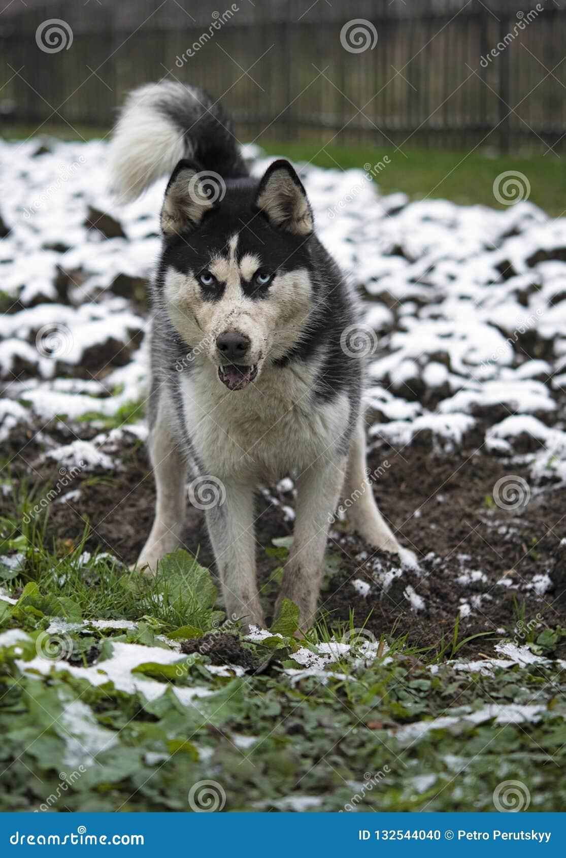 Siberian husky playing stock photo. Image of outdoor - 132544040
