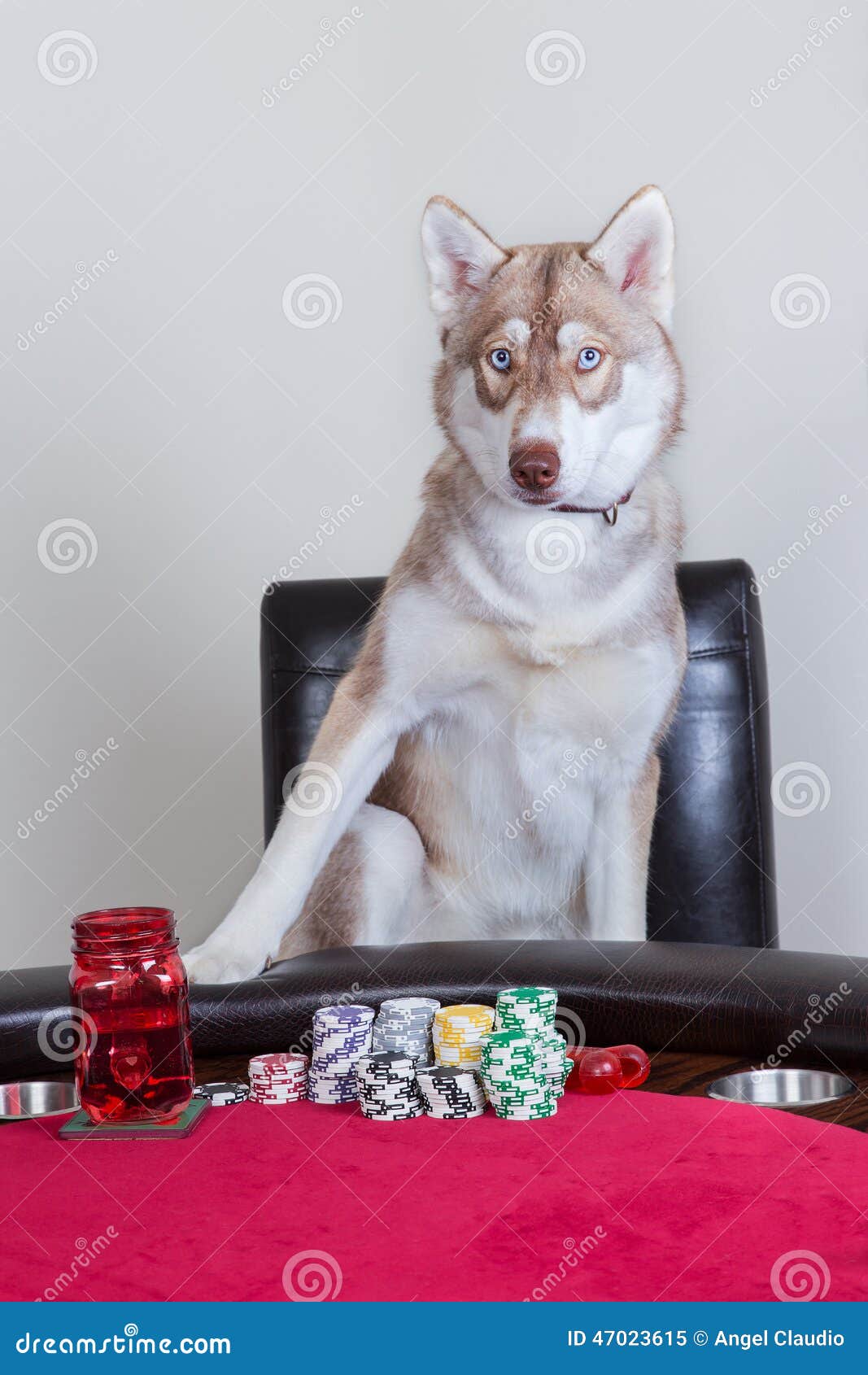 Siberian Husky Playing Poker Stock Image - Image of cards, luck: 47023615