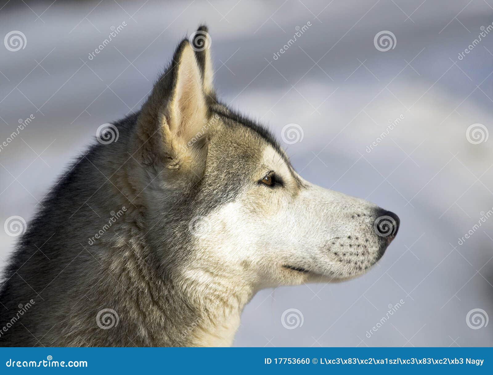 Siberian husky portrait stock photo. Image of arctic - 17753660