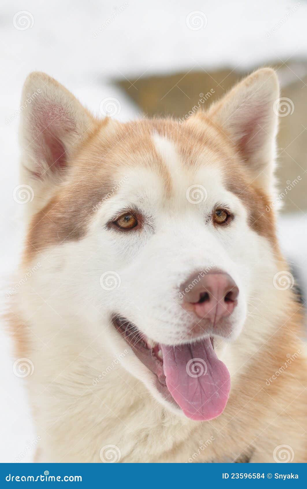 Siberian husky portrait stock photo. Image of domestic - 23596584