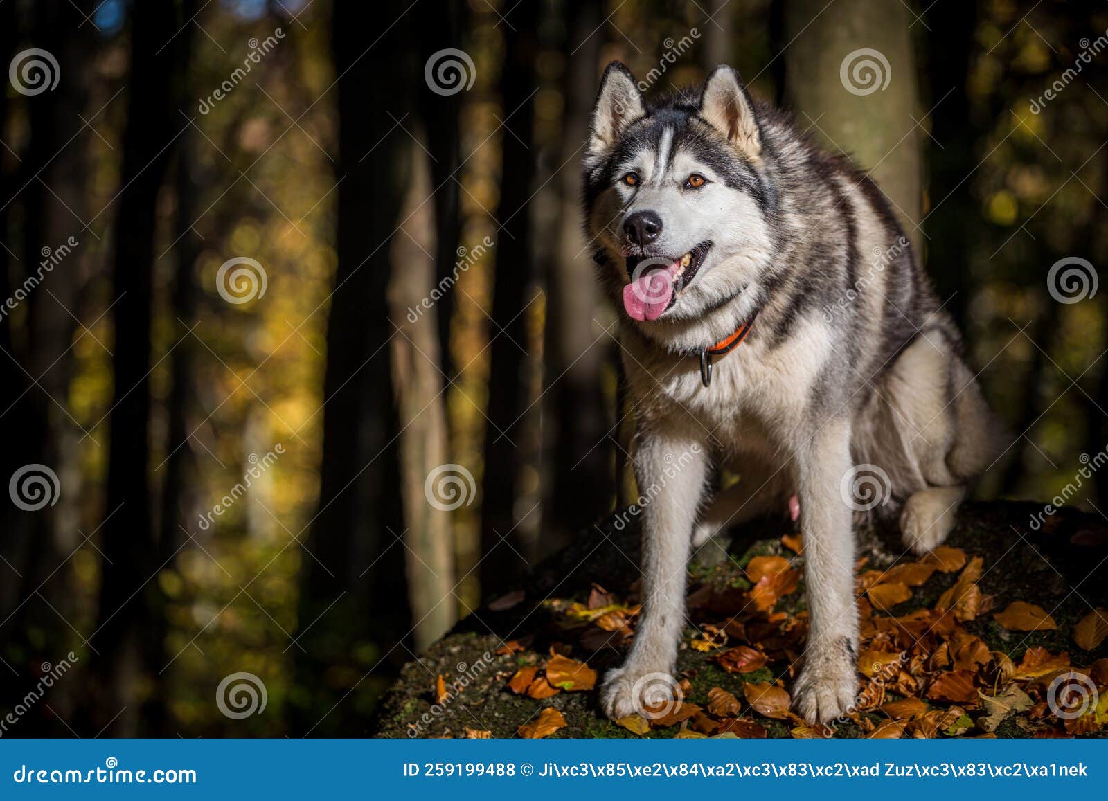 Siberian Husky Portrait in Autumn Nature Stock Photo - Image of husky ...